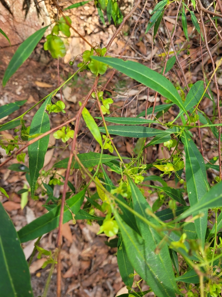 Common Hop Bush from Russell Island QLD 4184, Australia on August 1 ...