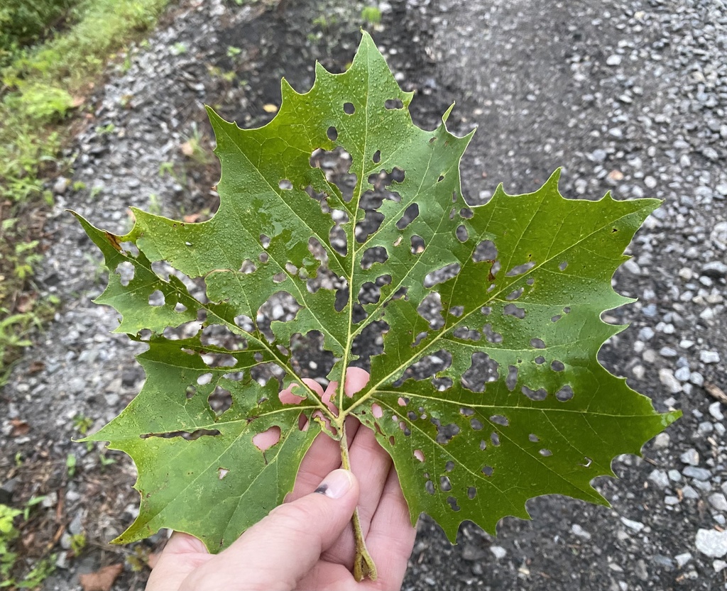 American sycamore from Ford City, PA, US on August 27, 2023 at 06:42 AM ...