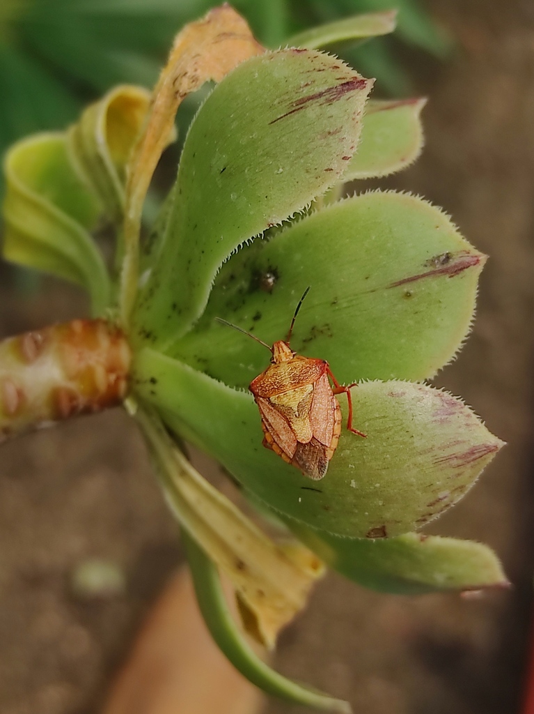 Red Shield Bug from Ein HaMifratz, Israel on August 27, 2023 at 11:57 ...