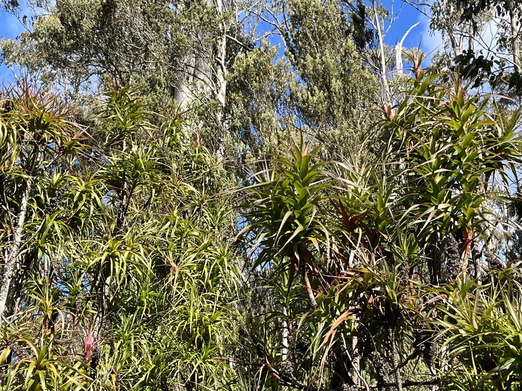 Dragon Heath from Judbury TAS 7109, Australia on August 27, 2023 at 11: ...