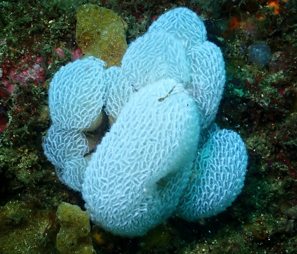 Mushroom Tunicate from 21 Cape Solander Dr, Kurnell NSW 2231, Australia ...