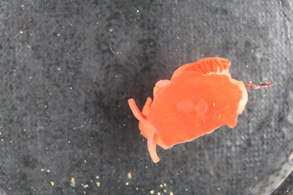Red Sea Slug (NorthEast Pacific Deep Exploration Project (a MLNEP guide ...