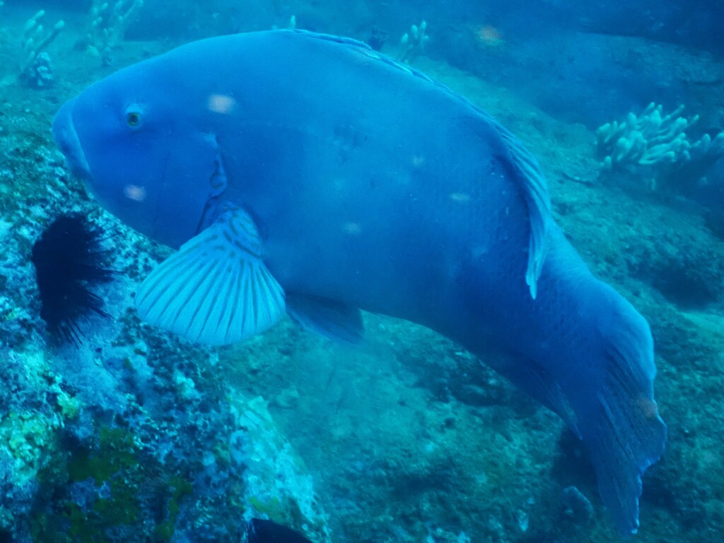 Eastern Blue Groper from Sydney NSW, Australia on August 26, 2023 at 11 ...