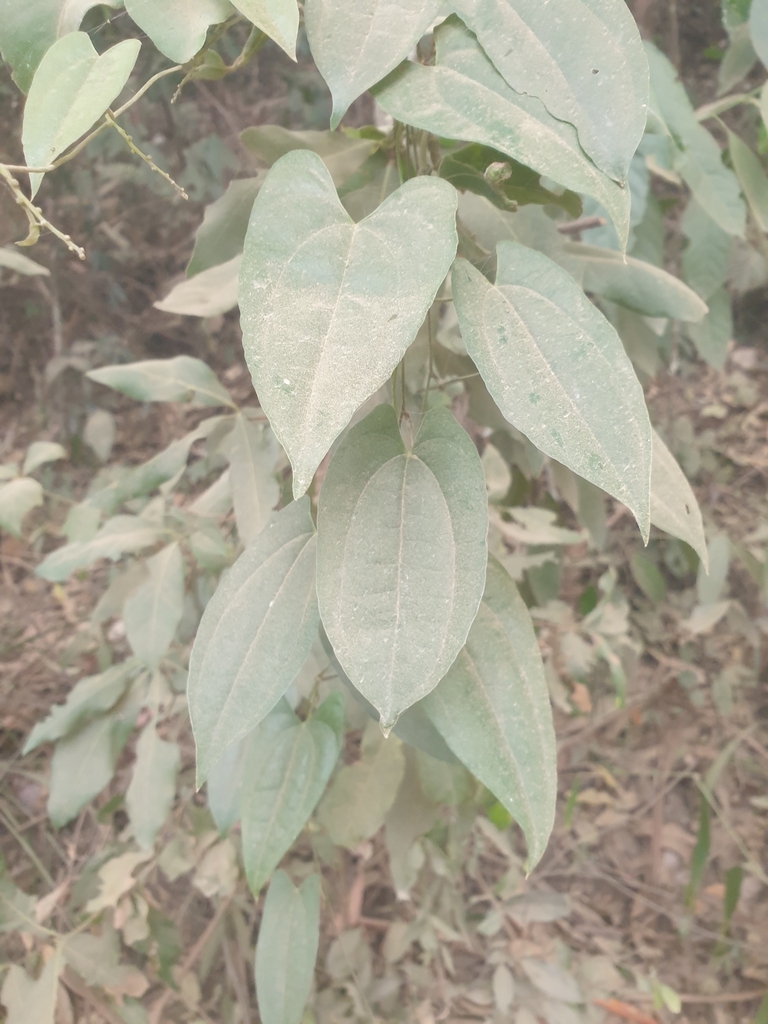 Common Yam Vine from Sherwood NSW 2450, Australia on August 26, 2023 at 11:50 AM by Nick Lambert ...
