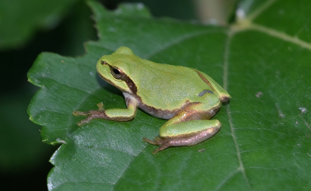 Japanese Tree Frog from Samgi-myeon, Iksan-si, Jeollabuk-do, South ...