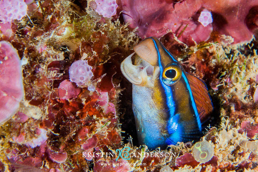 Combtooth Blennies (Blenniidae) - Marine Life Identification