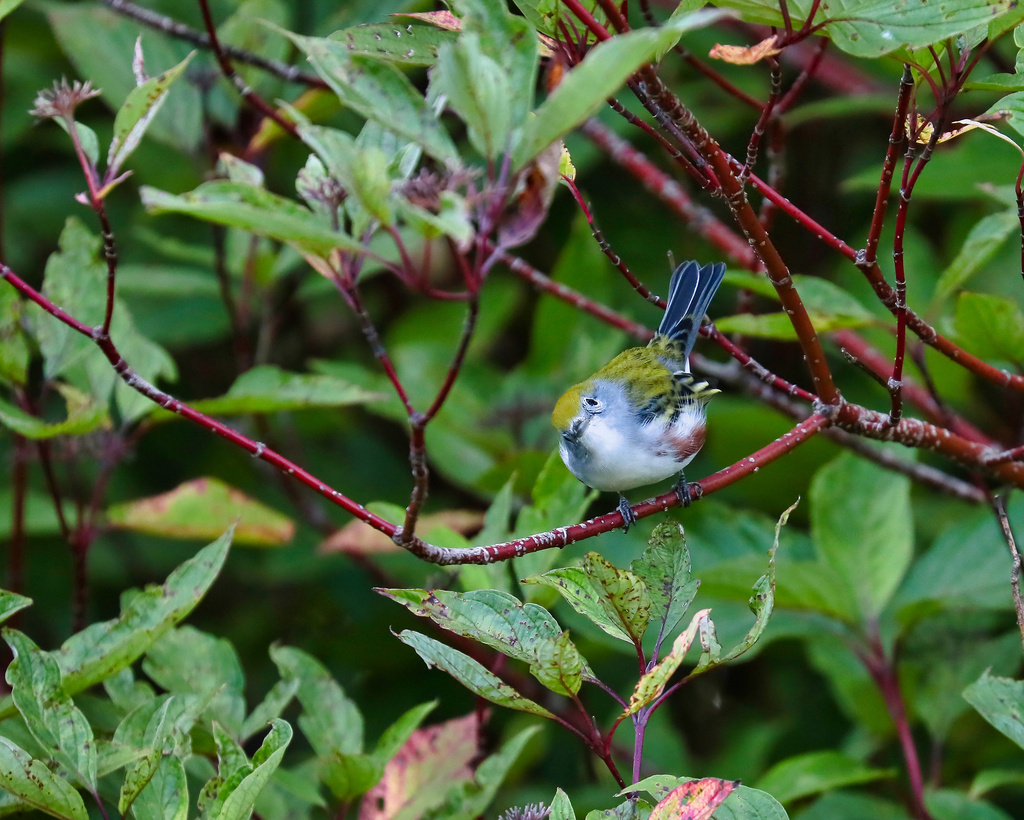 Chestnut-sided Warbler from Catskill Park, Tannersville, NY, US on ...