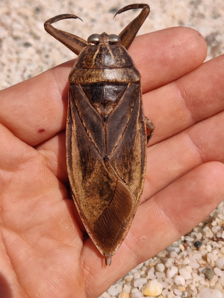 Indo-East Mediterranean Giant Water Bug from Kymi-Aliveri 340 17 ...