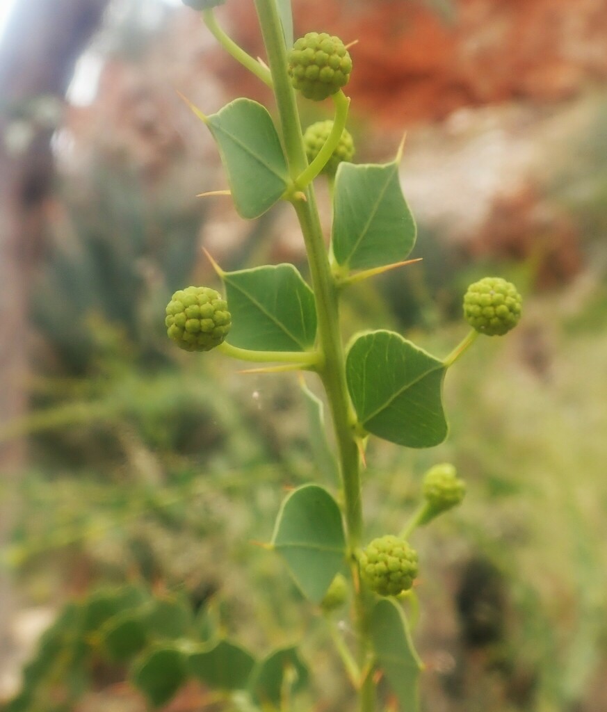 round-leaf wattle from Standley Chasm, Hugh NT 0872, Australia on June ...