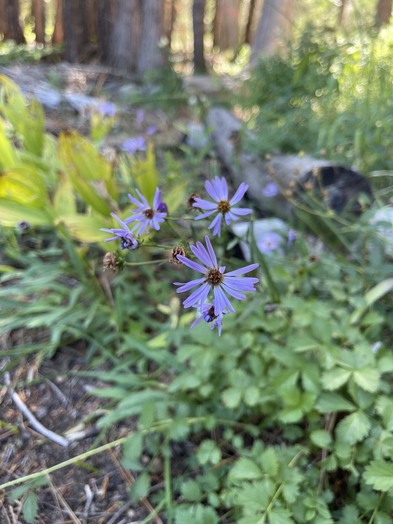 western mountain aster from Shasta-Trinity National Forest, Mount ...