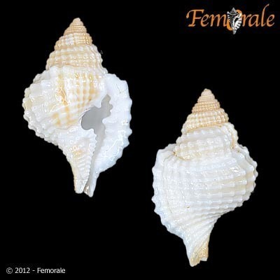 Atlantic Distorsio (Gastropods of the United States Pt.1) · iNaturalist