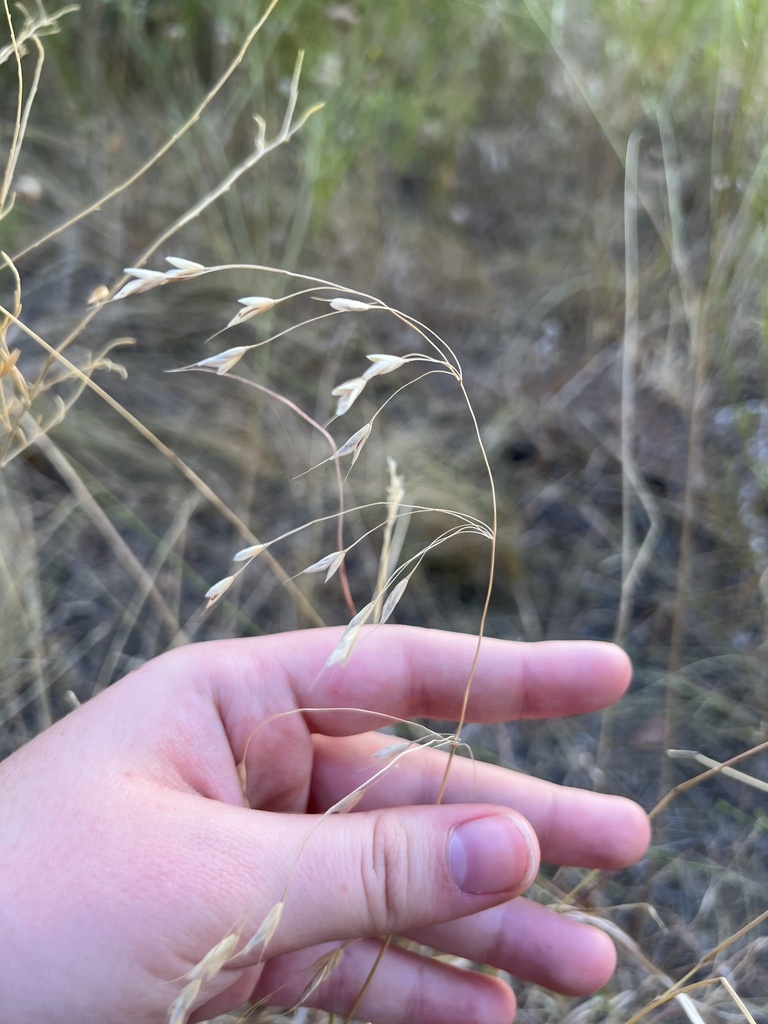 Japanese brome from Fish Hatchery Rd, Lewisville, TX, US on August 27 ...