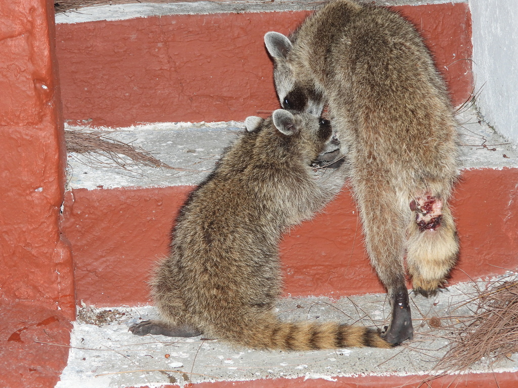 Tres Marías Raccoon from Puerto Balleto, Nay., México on August 26 ...