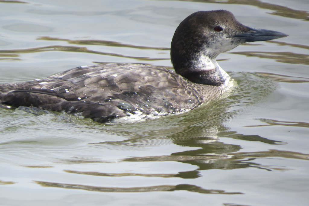 Common Loon from Hill County, TX, USA on February 14, 2019 at 12:40 PM ...