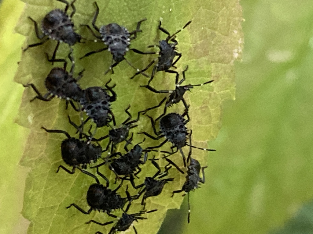 True Bugs from NE 93rd St, Seattle, WA, US on August 27, 2023 at 06:39 ...