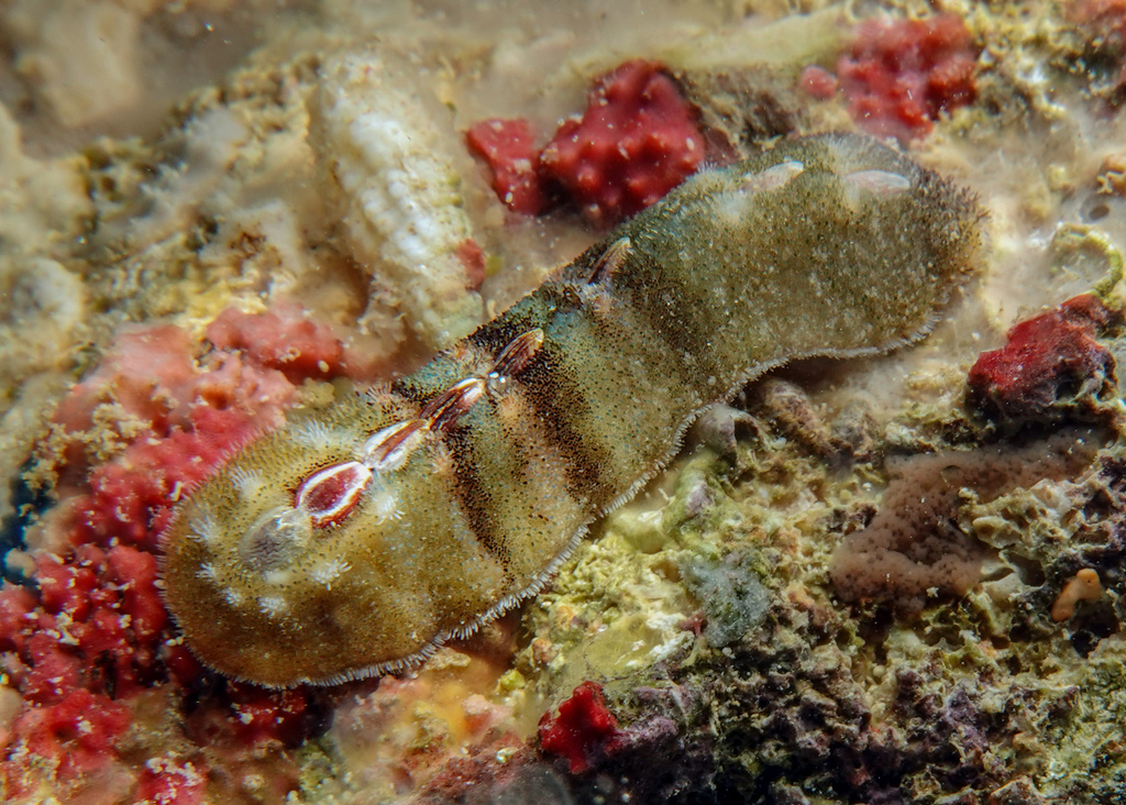 Cryptoplax from Oyster Stacks, Exmouth, WA, Australia on January 22 ...