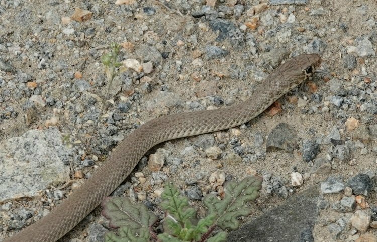 Colubrine Snakes from Sjunik, Arménie on May 29, 2022 at 12:13 PM by ...