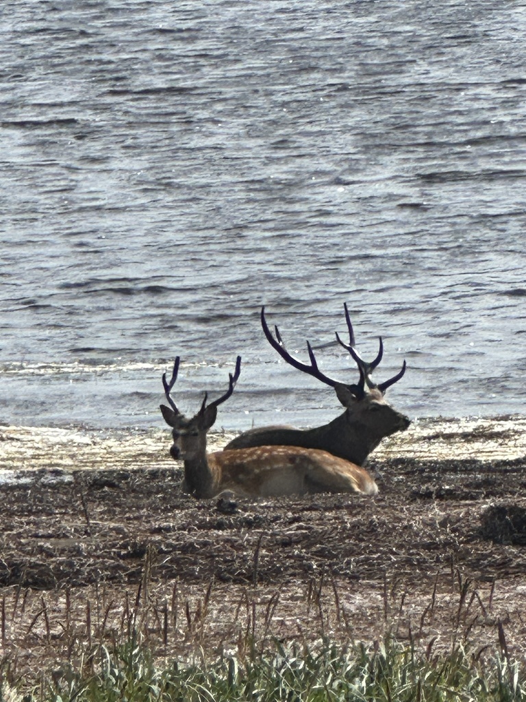 Hokkaido Sika Deer from Hokkaido, JP on August 26, 2023 at 01:55 PM by ...