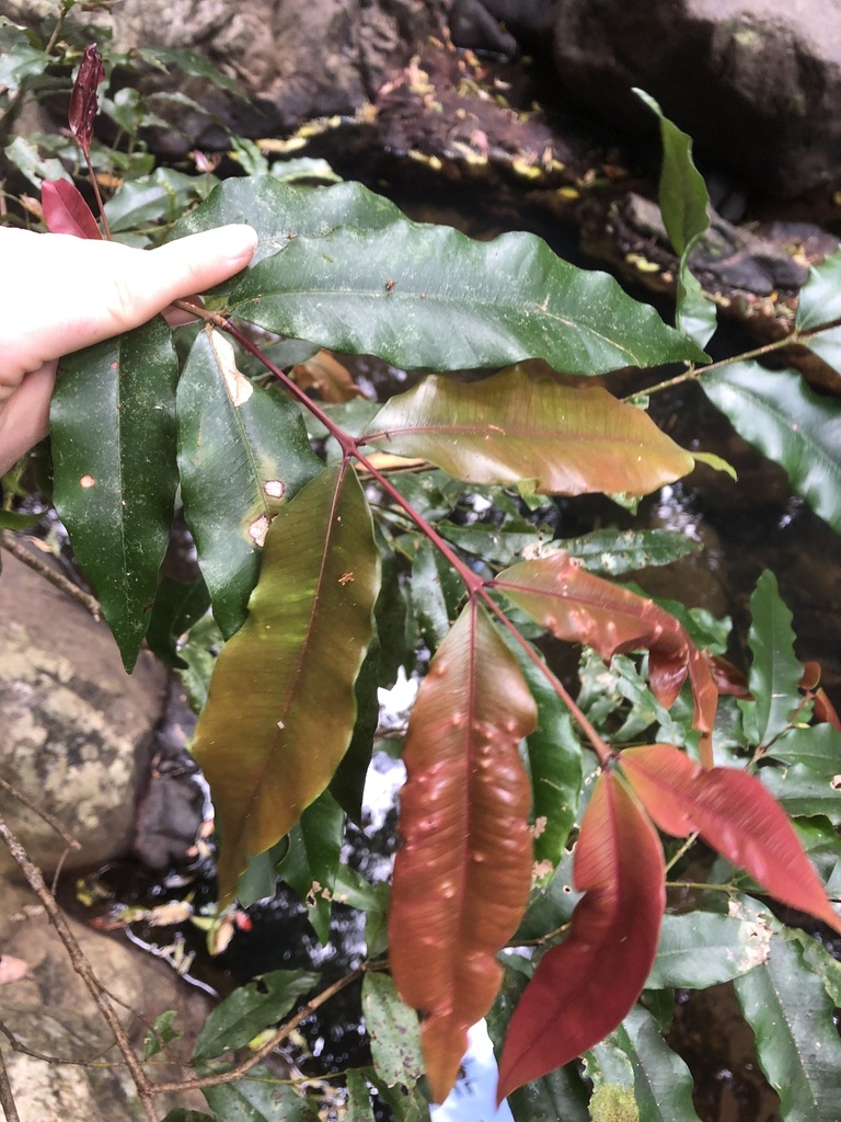 weeping lilli pilli from Maleny, QLD, AU on August 26, 2023 at 01:31 PM ...