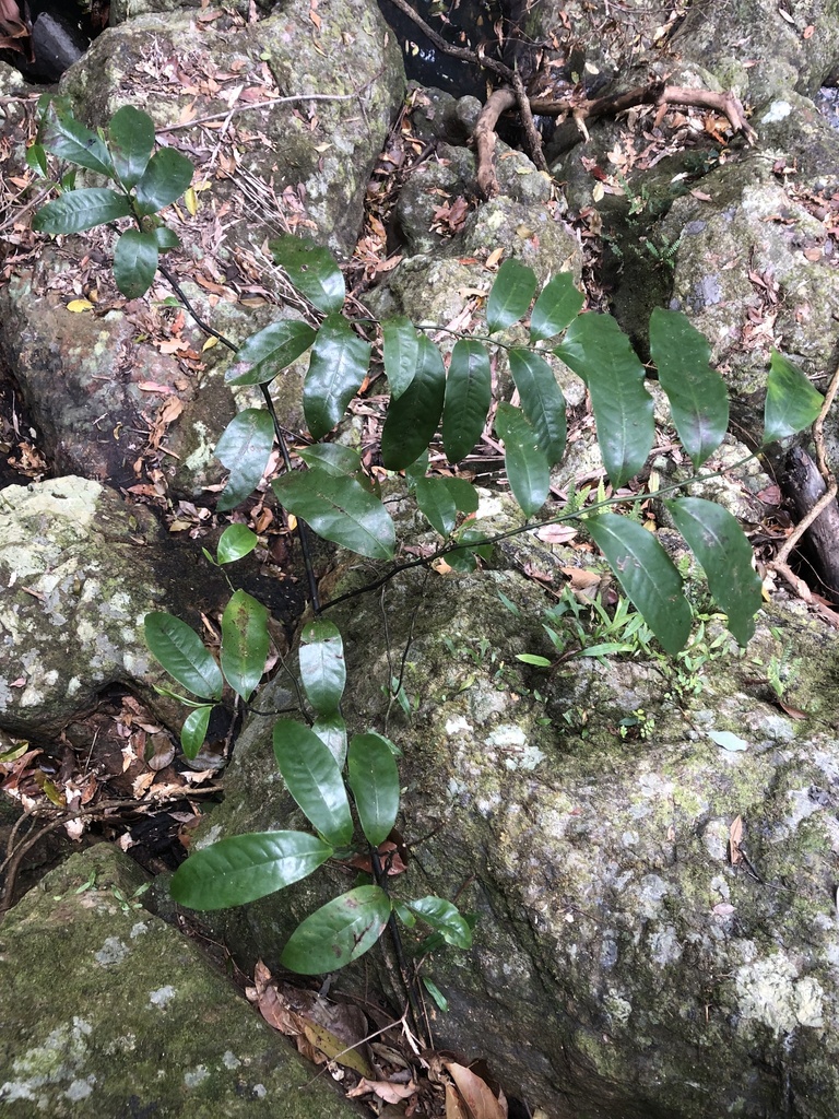 Bolwarra from Maleny, QLD, AU on August 26, 2023 at 01:17 PM by Cherish ...