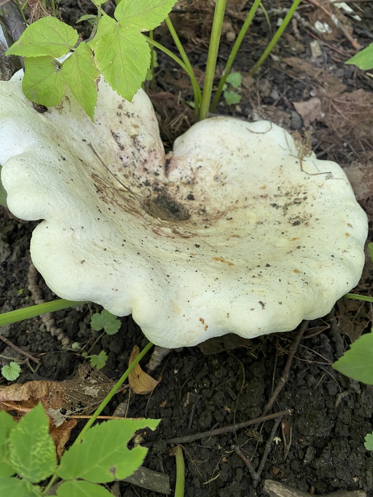 Blushing Milkcap from Индустриальный р-н, Череповец, Вологодская обл ...