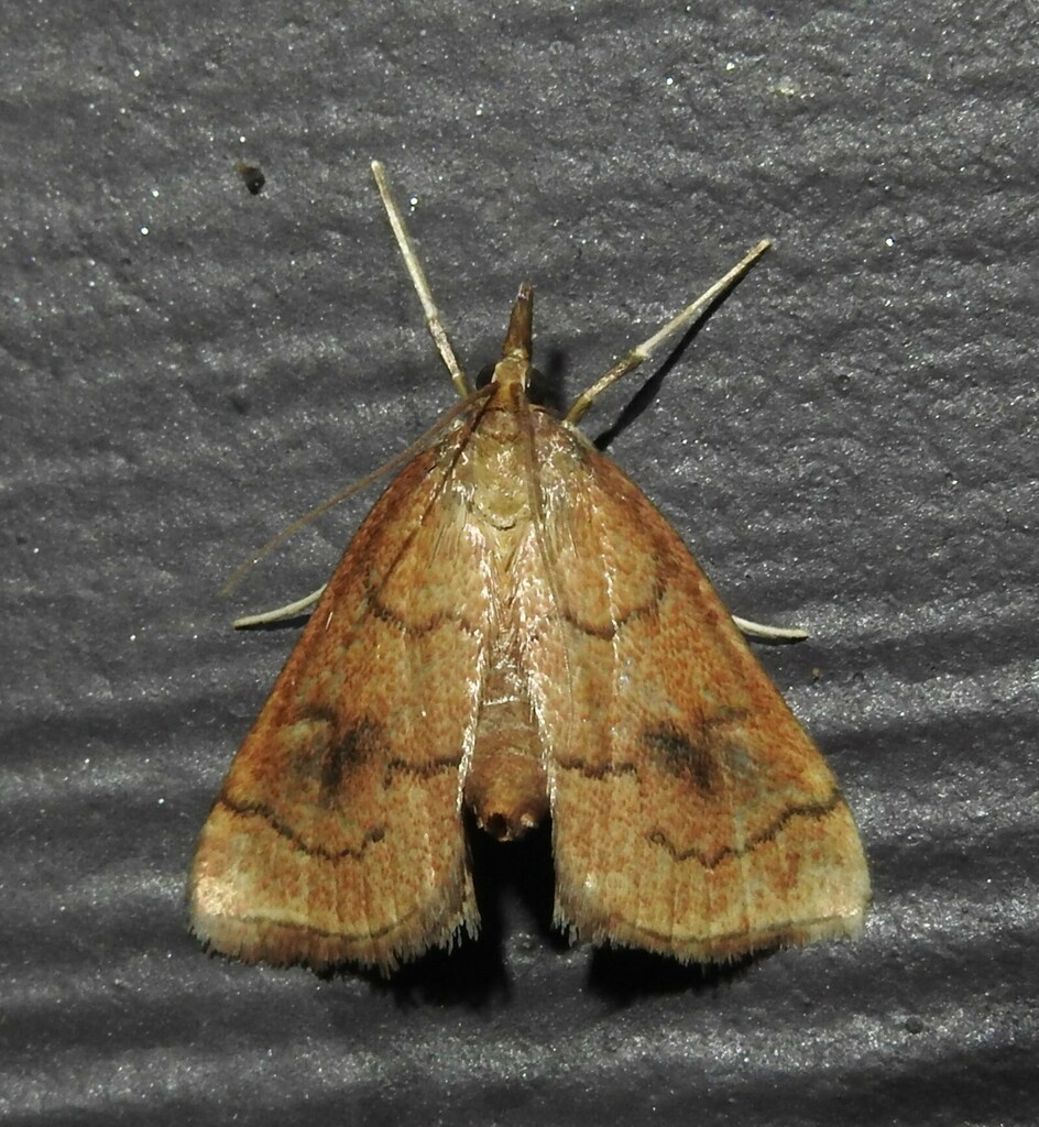 Mint Root Borer Moth from Town of Rockingham, VT, USA on August 26 ...