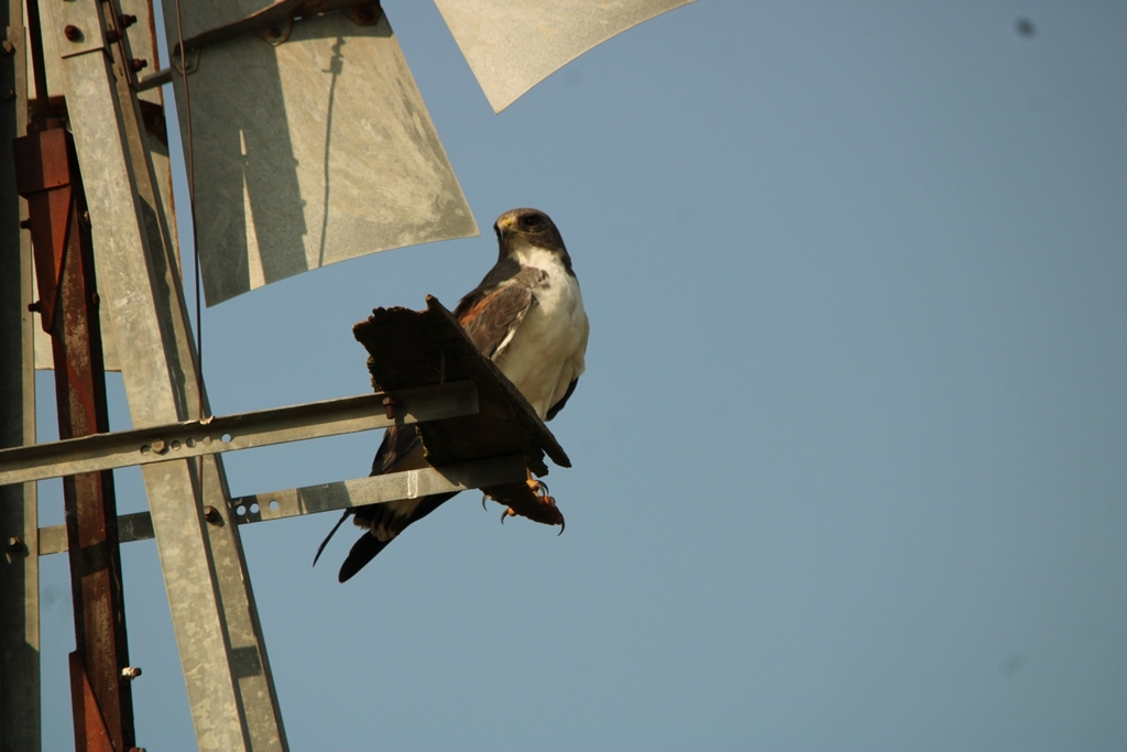 White-tailed Hawk from 67827 N.L., México on June 11, 2023 at 05:14 PM ...