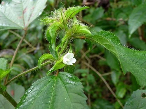 Roadside leafbract (Malachra fasciata)
