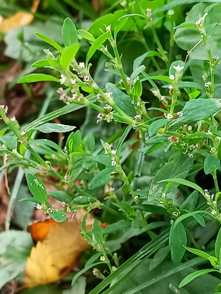 Prostrate Knotweed from Uxbridge UB8, UK on August 27, 2023 at 03:31 PM ...