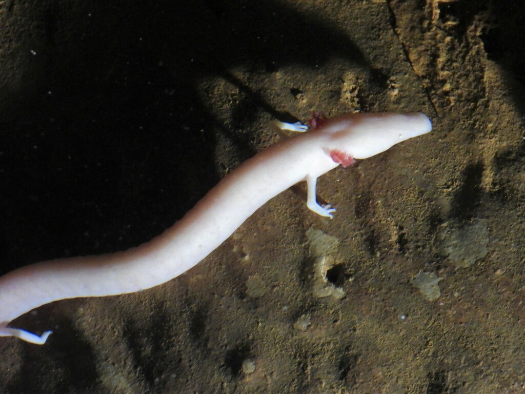 Olm in August 2023 by Gabriele Vaudano · iNaturalist