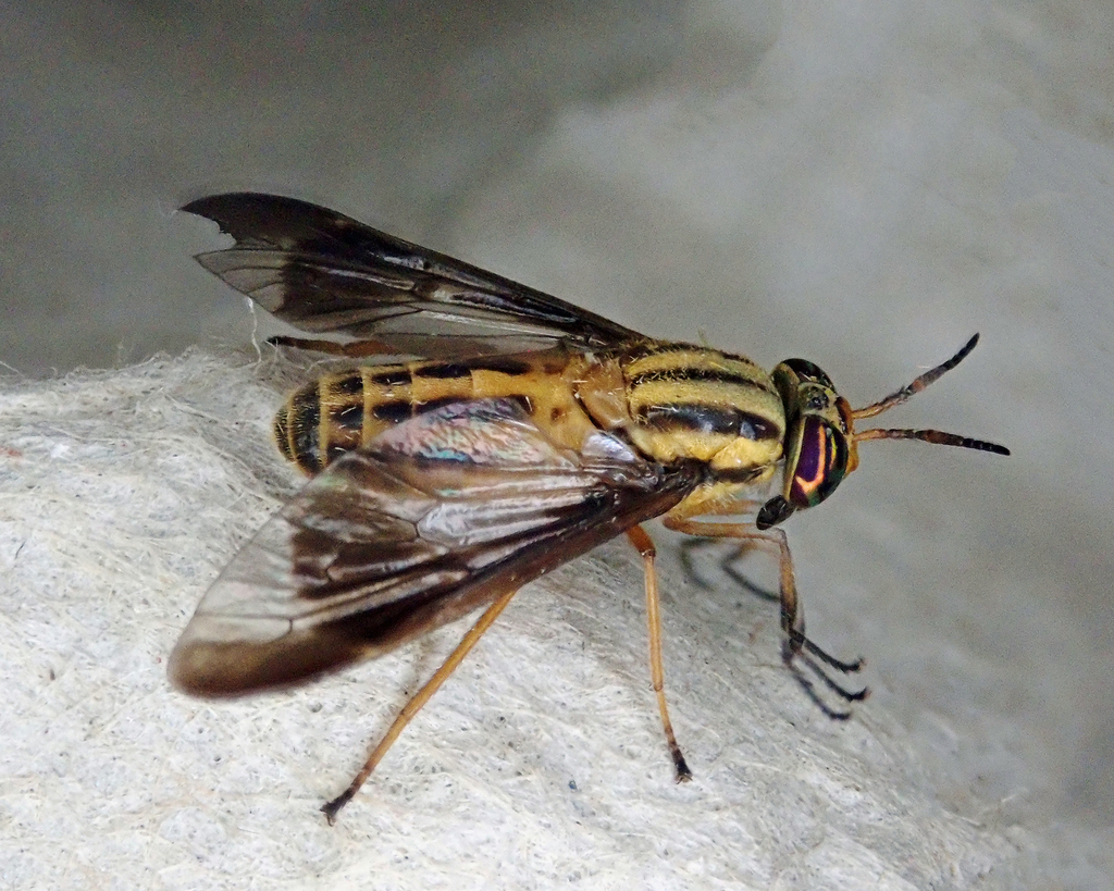 Striped Deer Fly from Salem, NH 03079, USA on August 27, 2023 at 05:25 ...