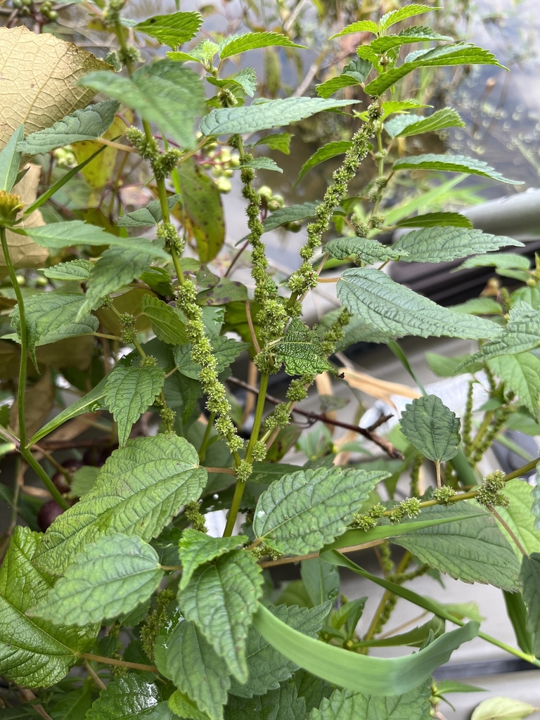 false nettle from Snyder County, PA, USA on August 26, 2023 at 12:57 PM ...