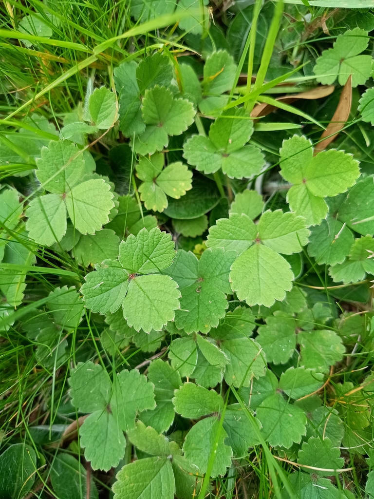 Barren Strawberry from Hillingdon Cemetery (Stop UP), Uxbridge UB10 0JB ...