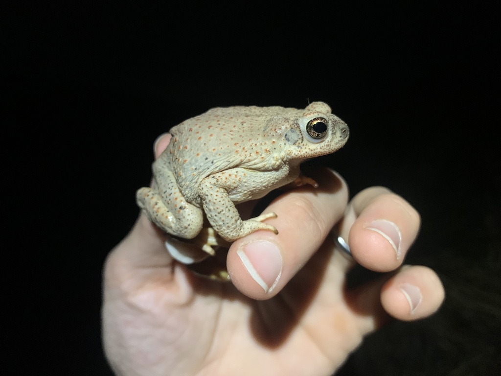 Red-spotted Toad from Franklin Mountains State Park, El Paso, TX, US on ...