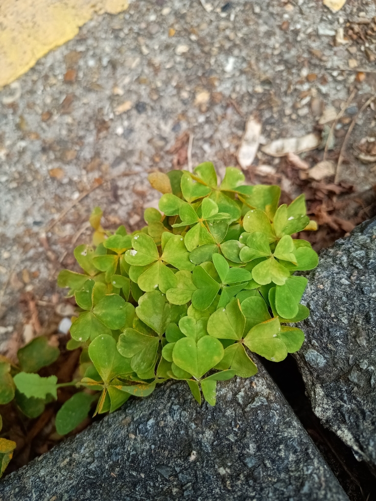 Creeping Woodsorrel from Hillingdon Cemetery (Stop UA), Uxbridge UB10 ...