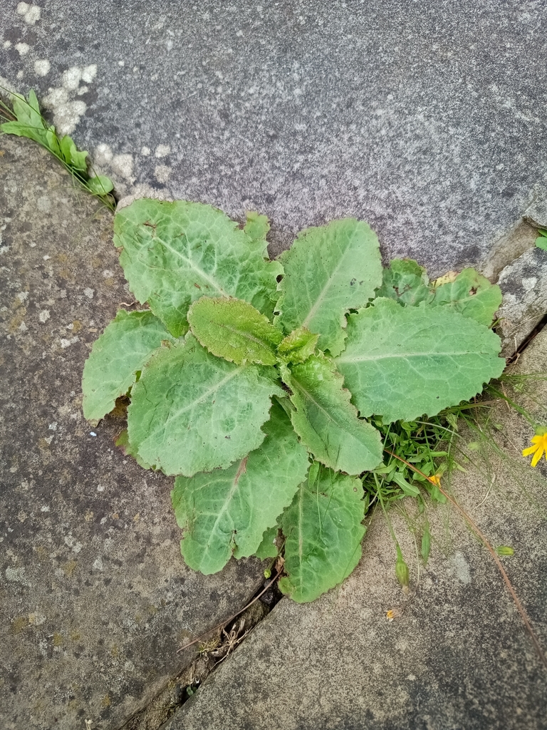 bitter lettuce from Uxbridge UB8, UK on August 27, 2023 at 04:07 PM by ...