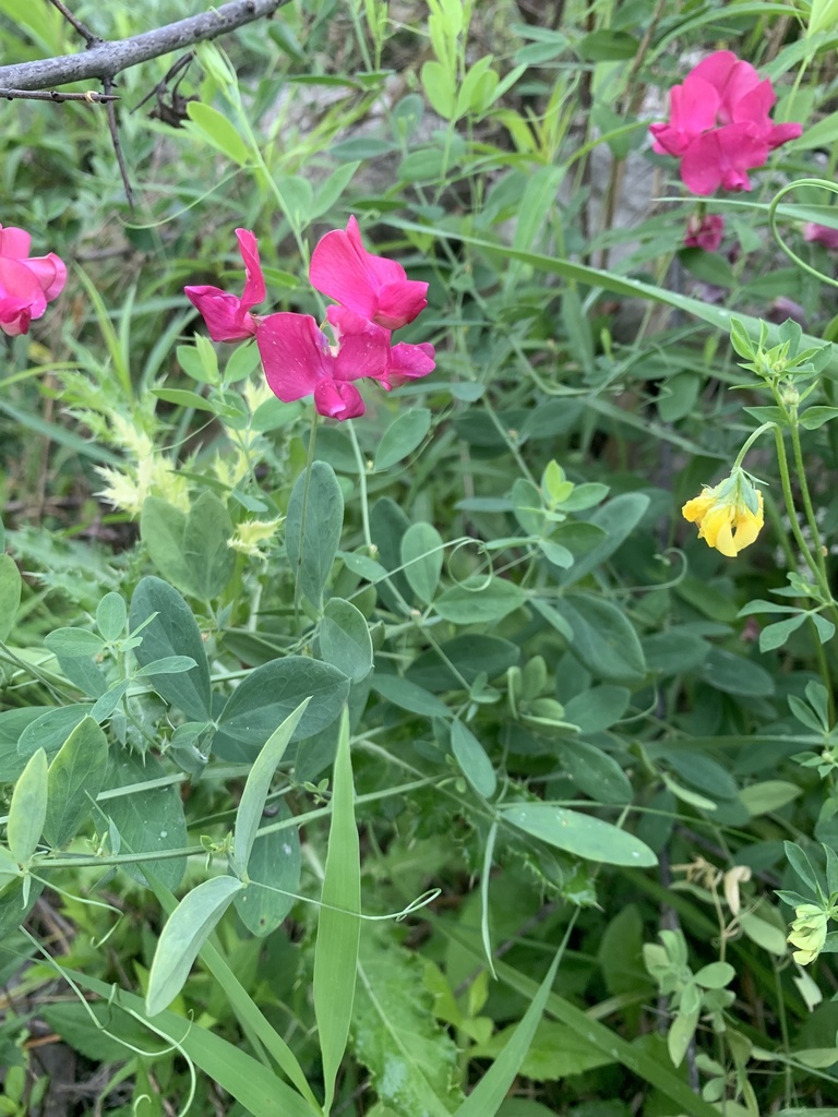 tuberous pea from Marcy Rd, Menomonee Falls, WI, US on August 26, 2023 ...
