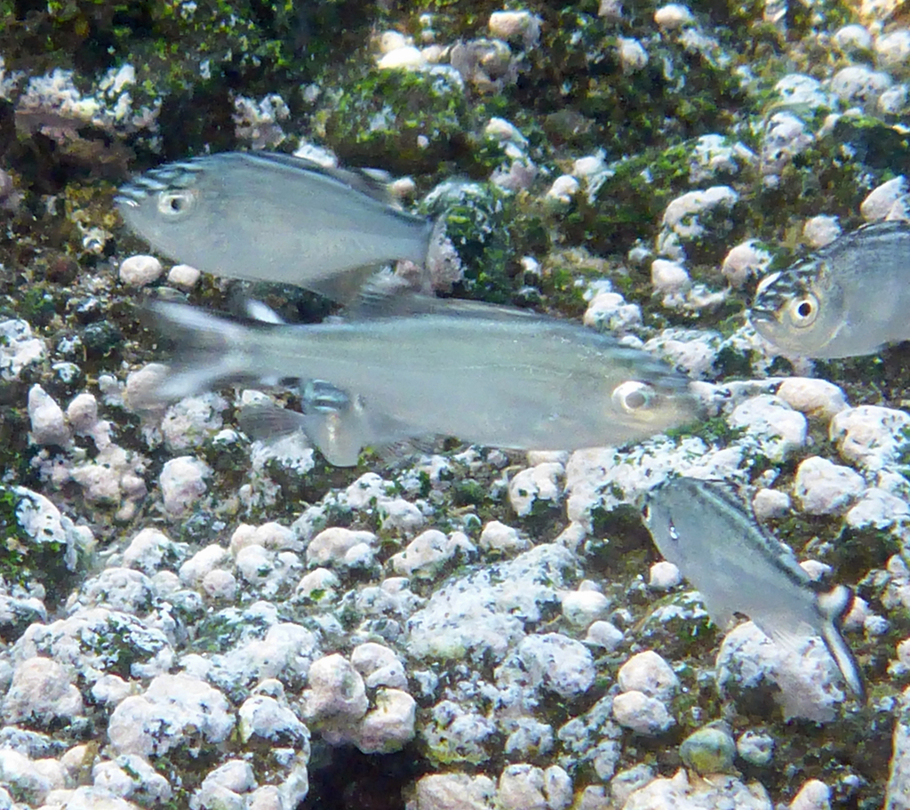 Reticulated Flagtail (Kuhlia sandvicensis) - Marine Life Identification
