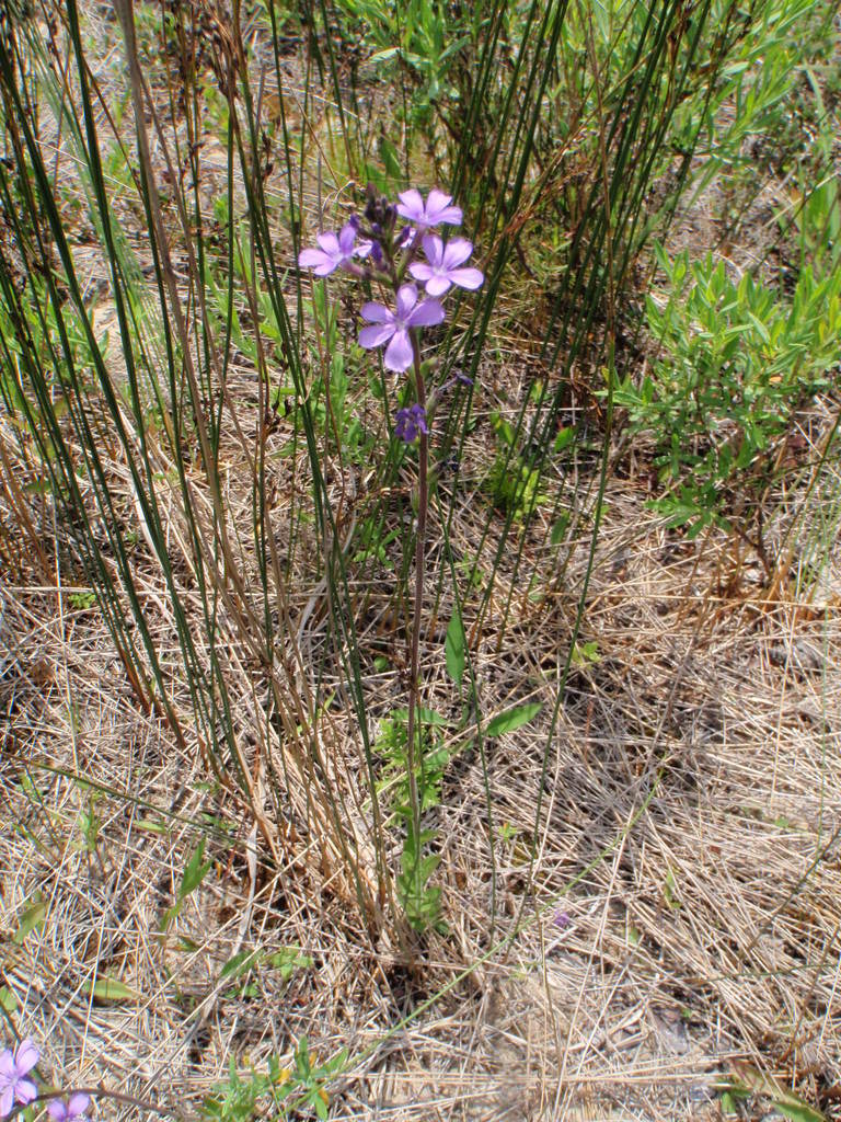 American Bluehearts in July 2009 by Rob Foster · iNaturalist