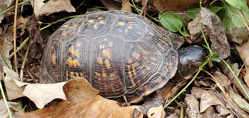 Common Box Turtle in October 2022 by dksees. Found Oct 9 in wooded ...