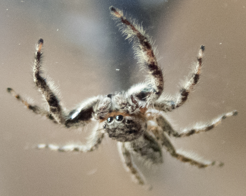 Tan Jumping Spider from Shepard Settlement, Onondaga County, NY, USA on ...
