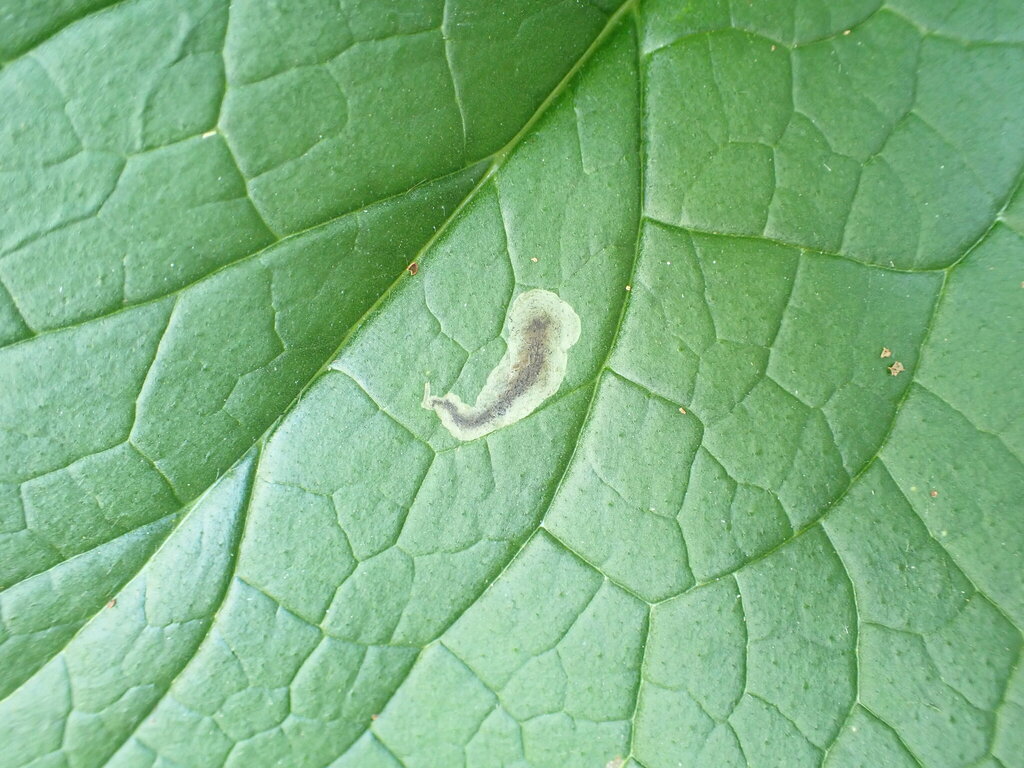 Winged and Once-winged Insects from Douglasdale, Calgary, AB T2Z ...