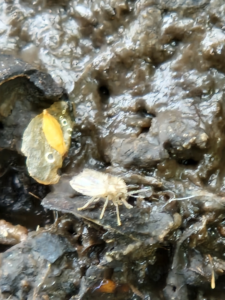 Psychoda sigma from Battersea Park, London SW11 4NJ, UK on August 26 ...