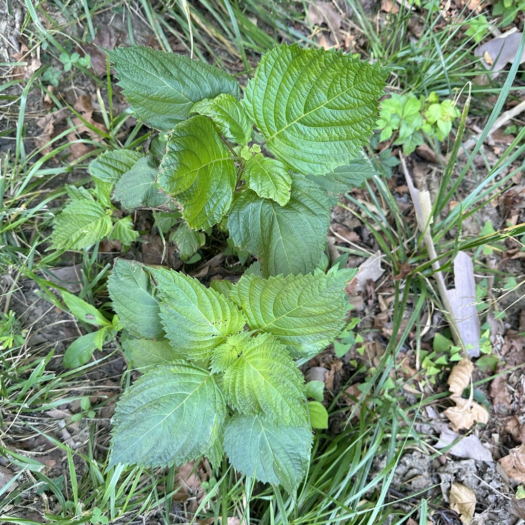 beefsteak plant from Quiet Waters Park, Annapolis, MD, US on August 19 ...
