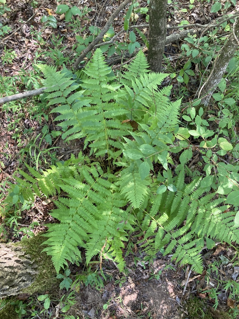 northern lady fern from Laurel Fort Meade Rd, Fort George G Meade, MD ...