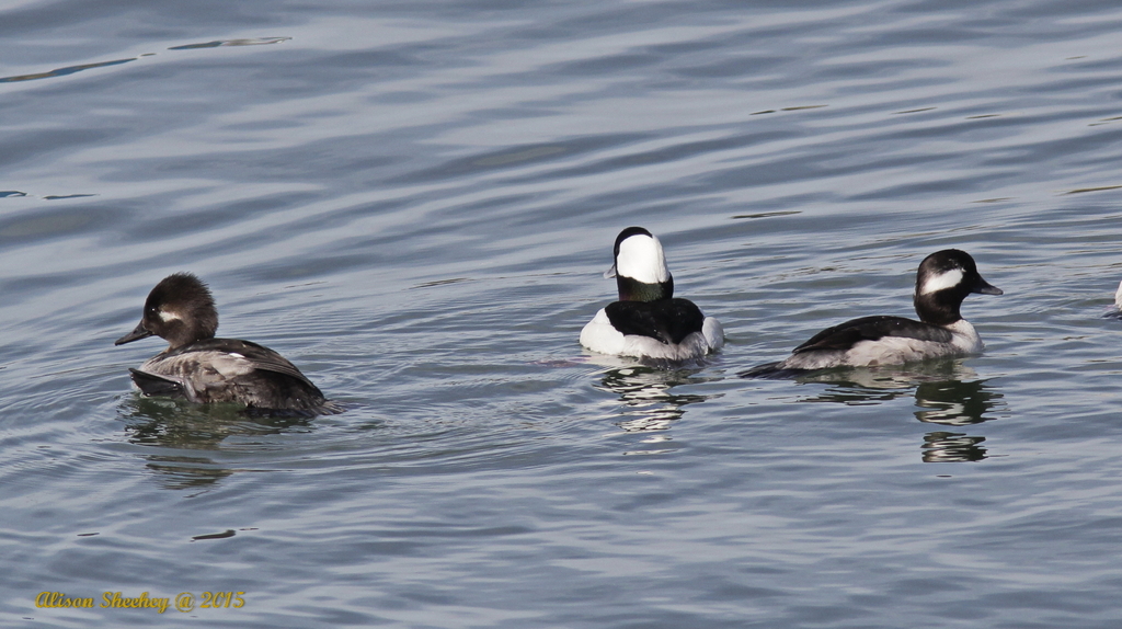 Bufflehead × Hooded Merganser (Bucephala albeola × Lophodytes ...