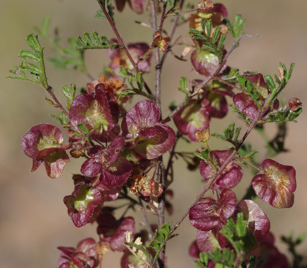 Dodonaea boroniifolia from Pentland QLD 4816, Australia on September 8 ...