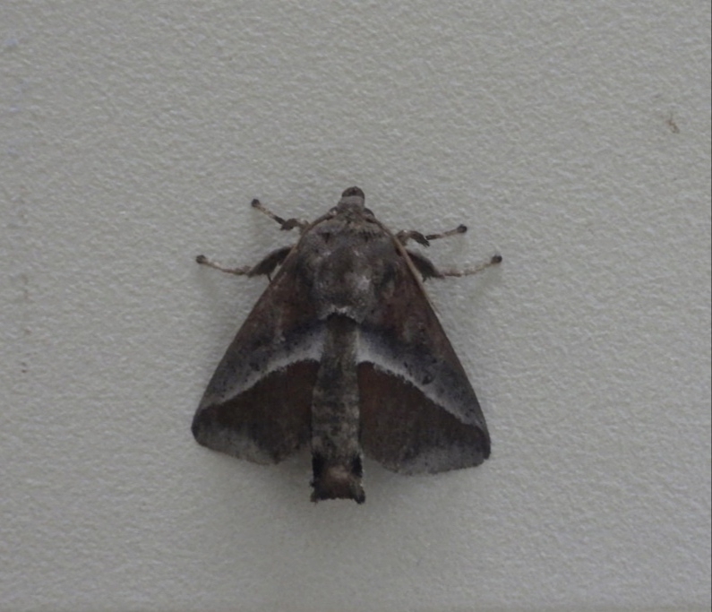 Thosea vetusta from Upper Seletar Reservoir Park on July 1, 2023 at 11: ...