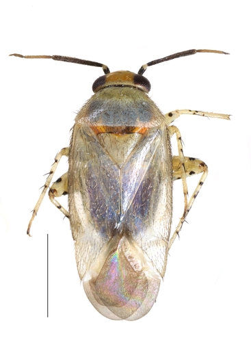 Campylomma simillima · iNaturalist Ecuador