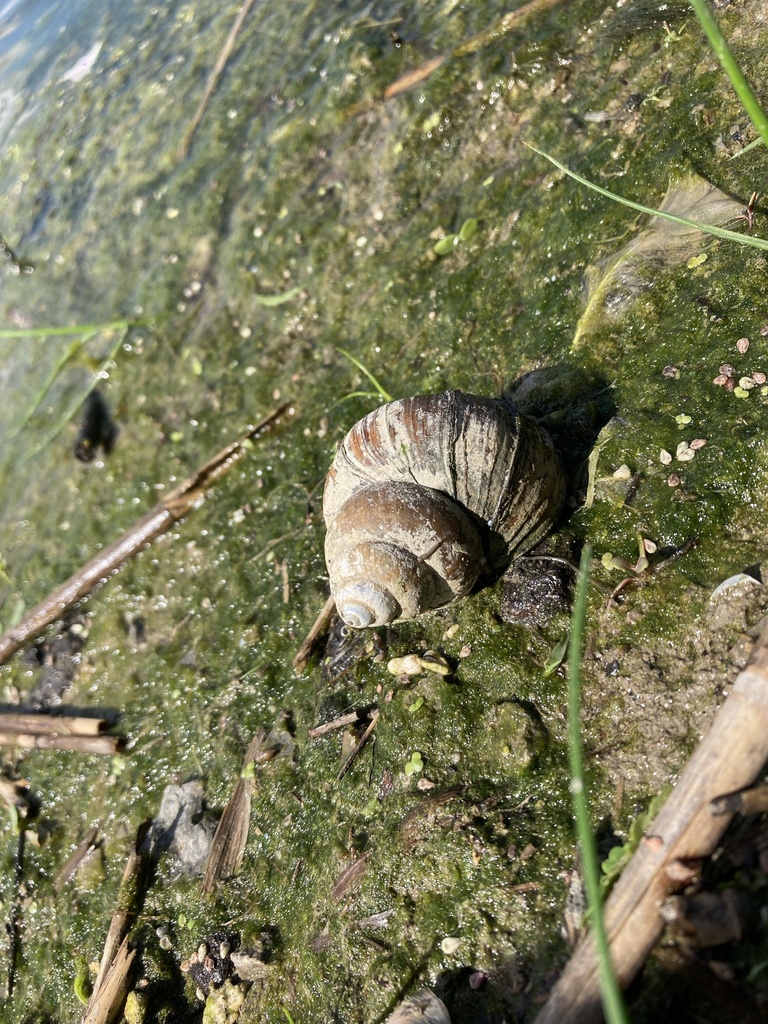 Chinese Mystery Snail from Reesor Road, Markham, ON, CA on August 27 ...